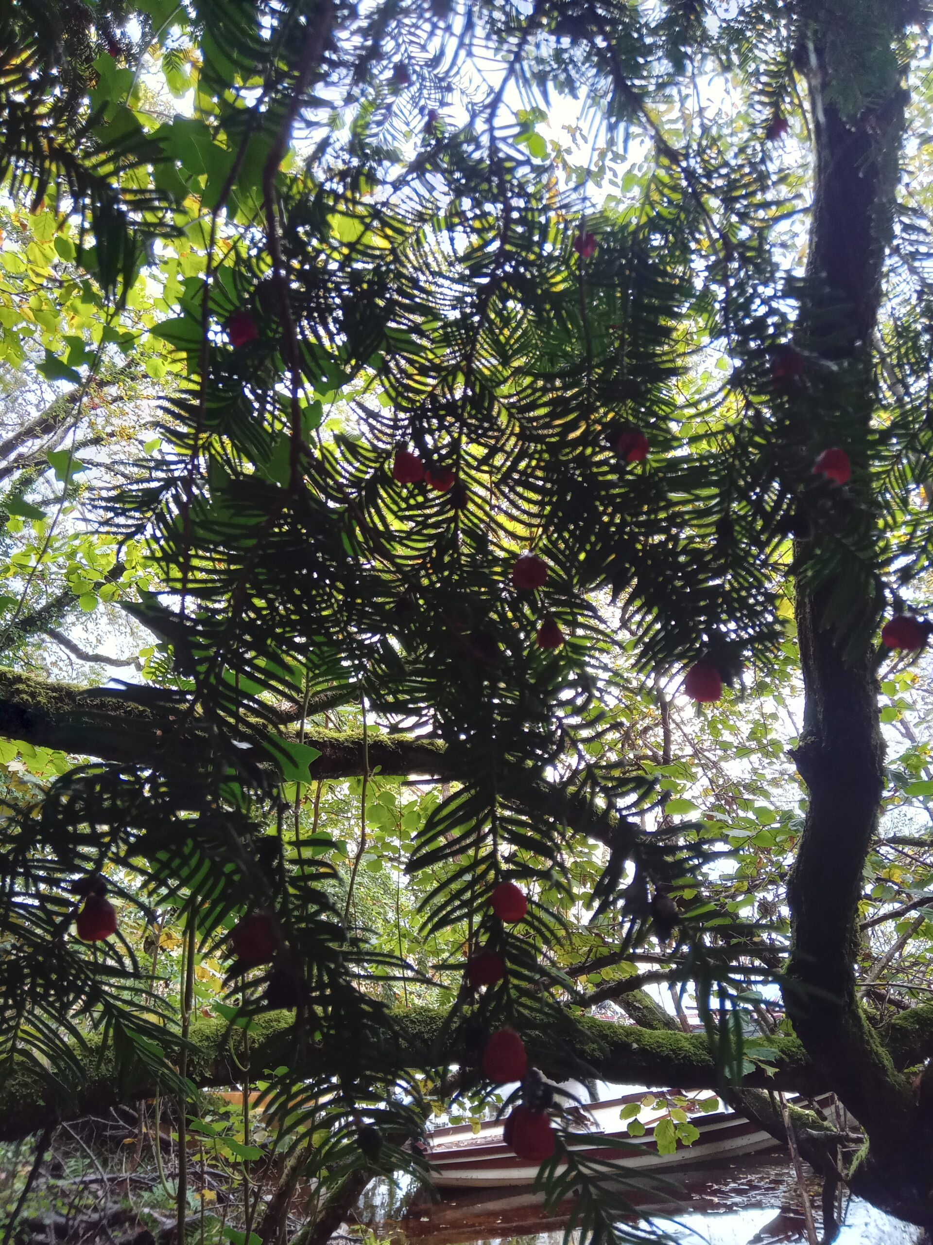 The Yew Tree & Yew Berry - Outdoors Ireland