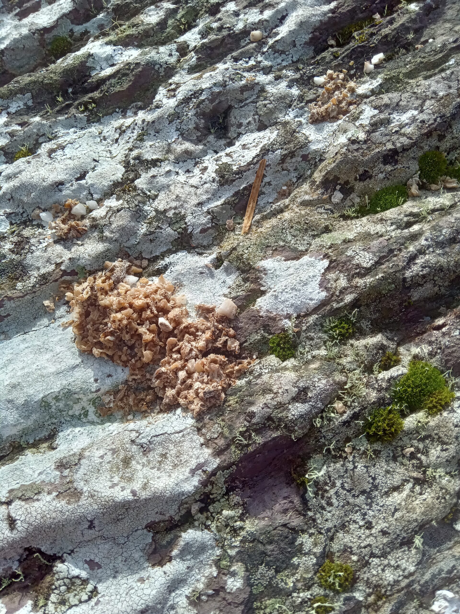 Regurgitated Owl Gizzard Pellet - Outdoors Ireland