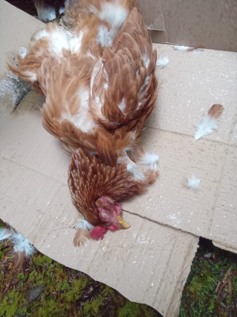 Just Ran A Fantastic Five-Day, Beginner Friendly, Bushcraft Skills Week ...