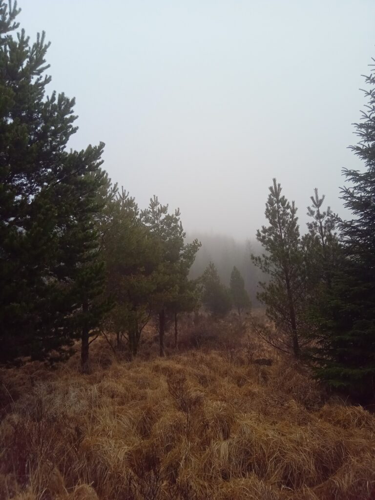 Just Ran A Fantastic Five-Day, Beginner Friendly, Bushcraft Skills Week ...