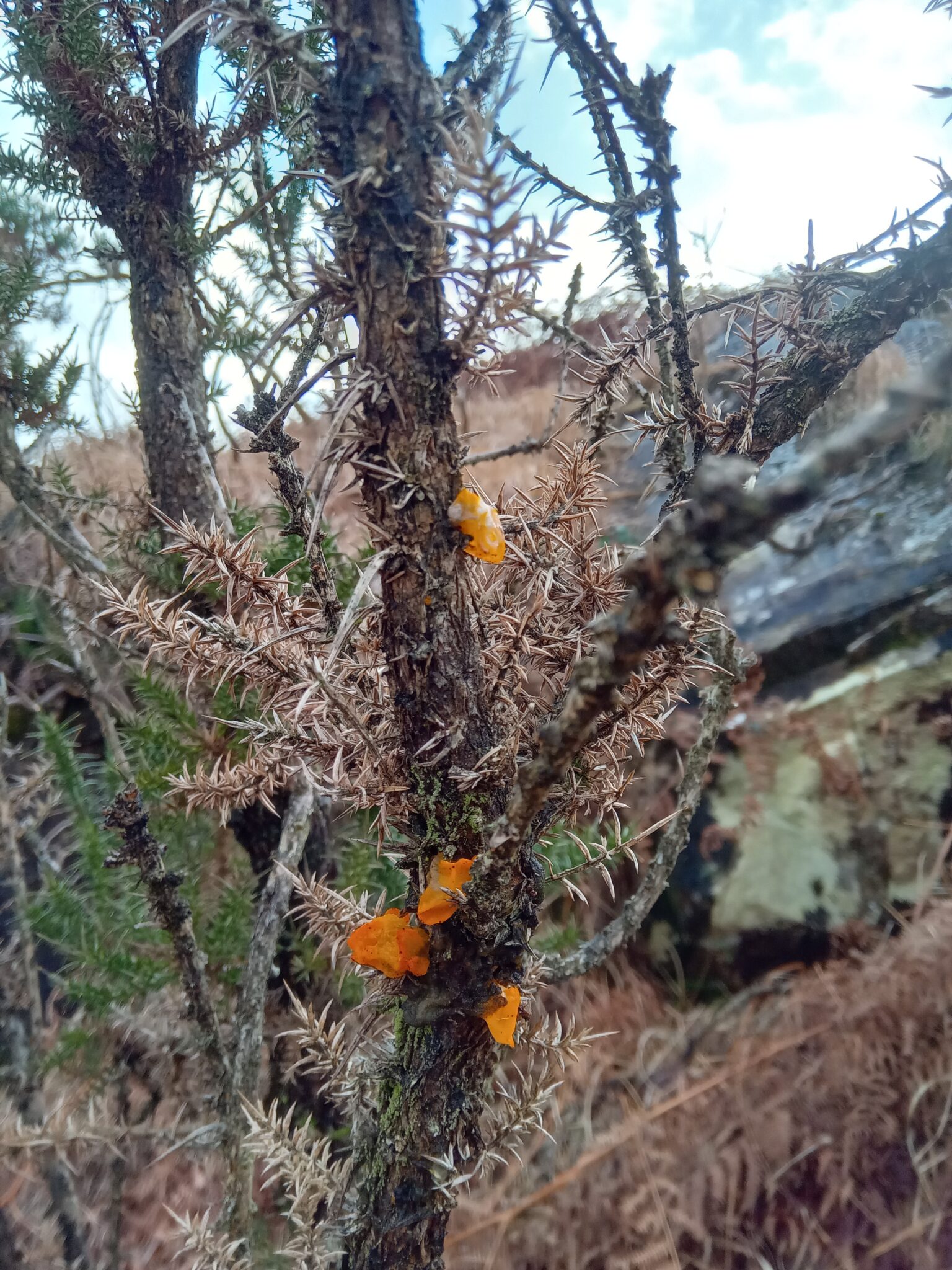 Yellow Brain Fungus - Outdoors Ireland